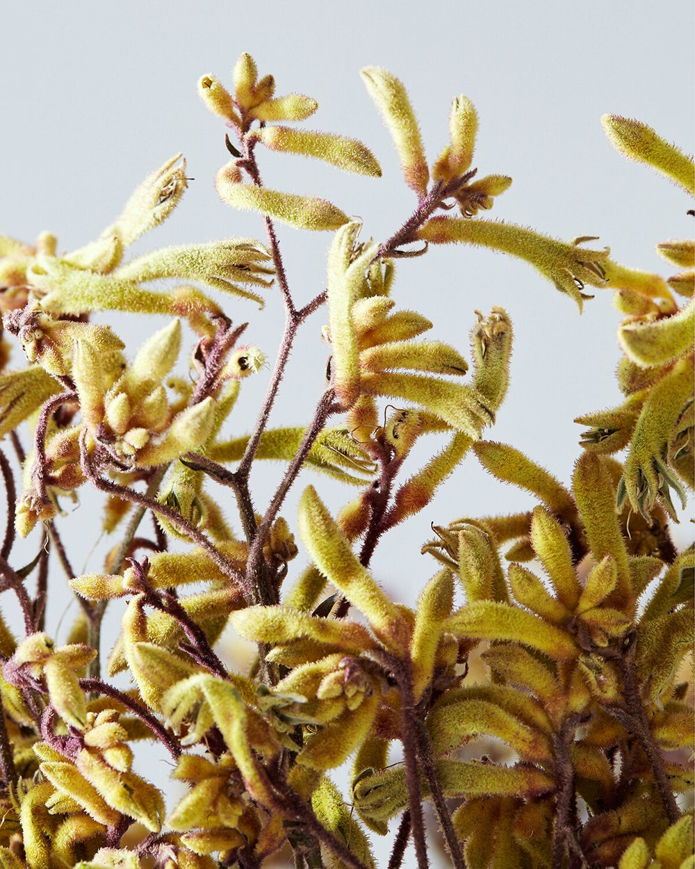 Showcase | Shannon Clegg, ‘Sculpting Nature’ – FLOW GALLERY